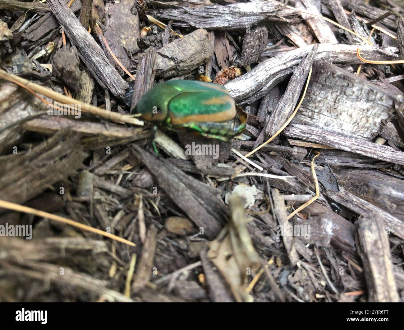 Common Green June Beetle (Cotinis nitida Stock Photo - Alamy