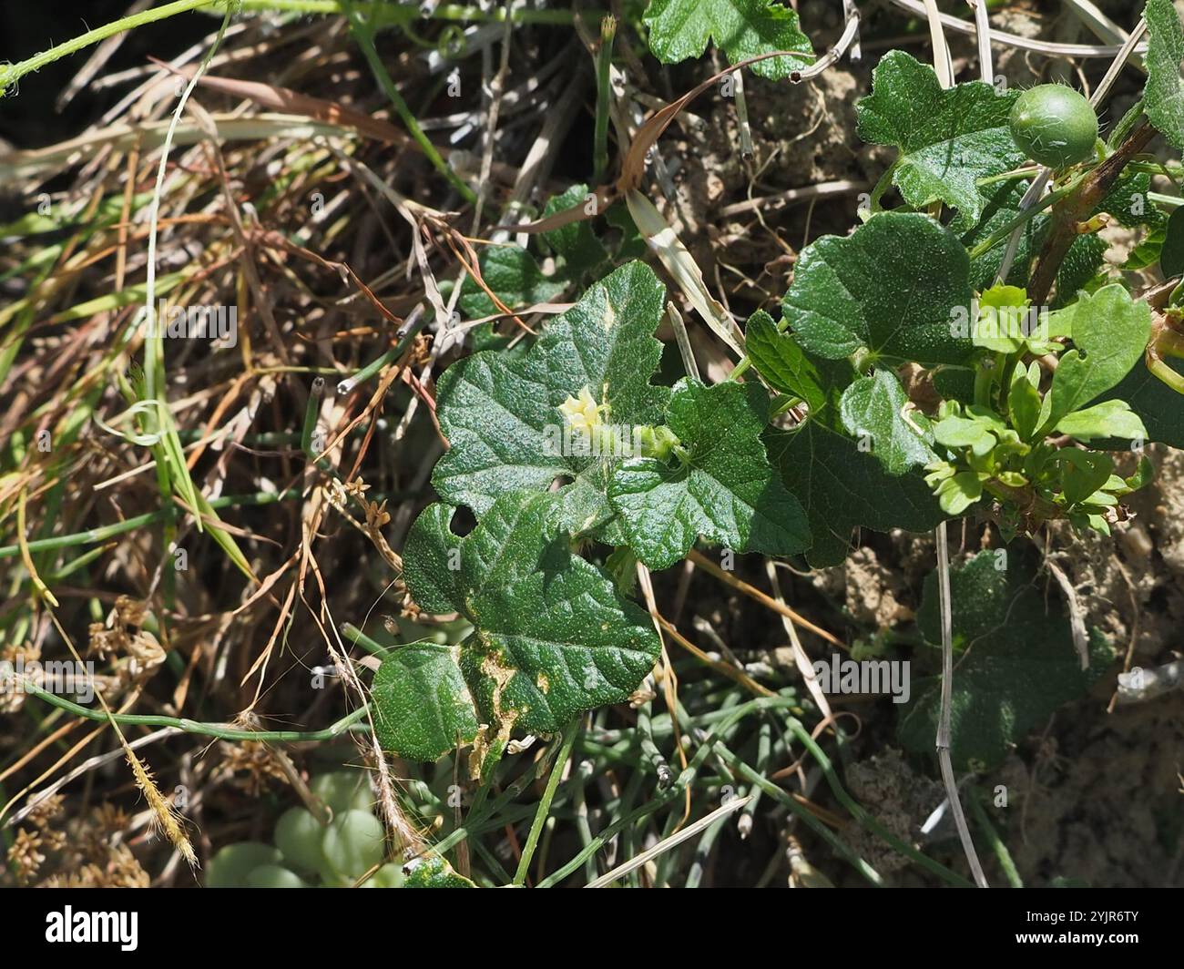 Madras Pea Pumpkin (Cucumis maderaspatanus Stock Photo - Alamy