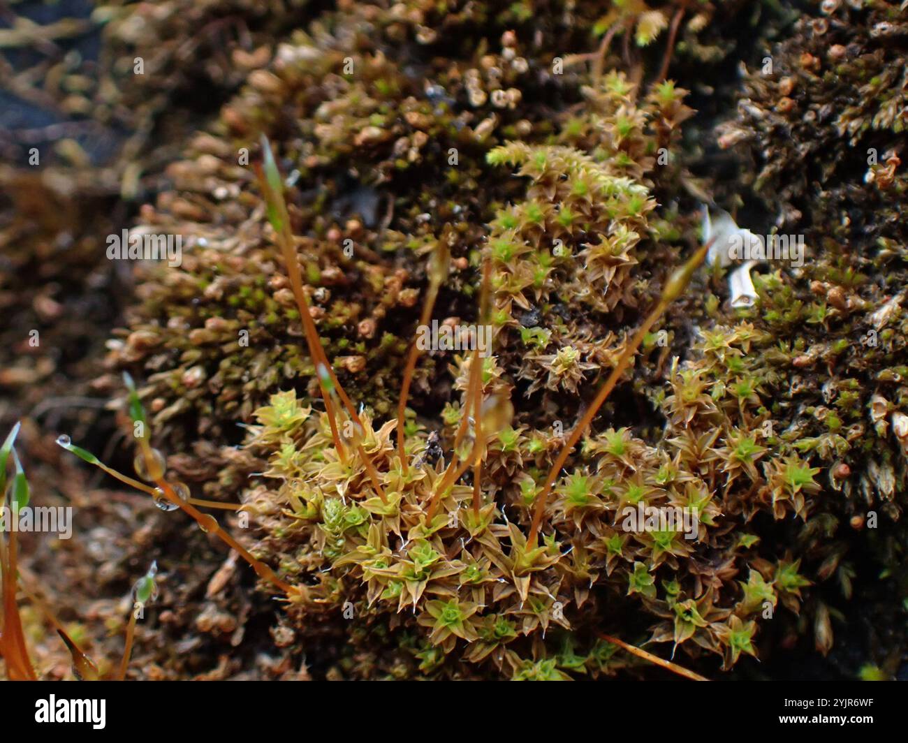 Norway Screw-Moss (Syntrichia norvegica Stock Photo - Alamy