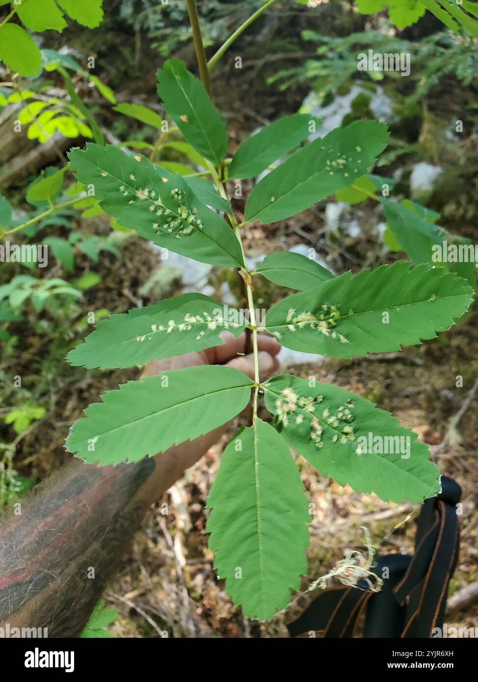 Sitka Mountain-Ash (Sorbus sitchensis Stock Photo - Alamy