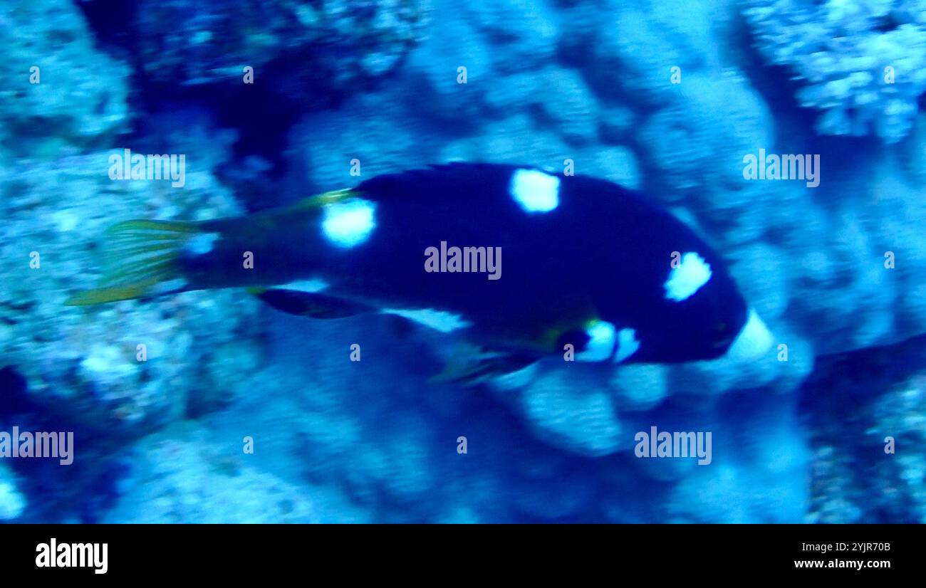 Bodianus axillaris hi-res stock photography and images - Alamy