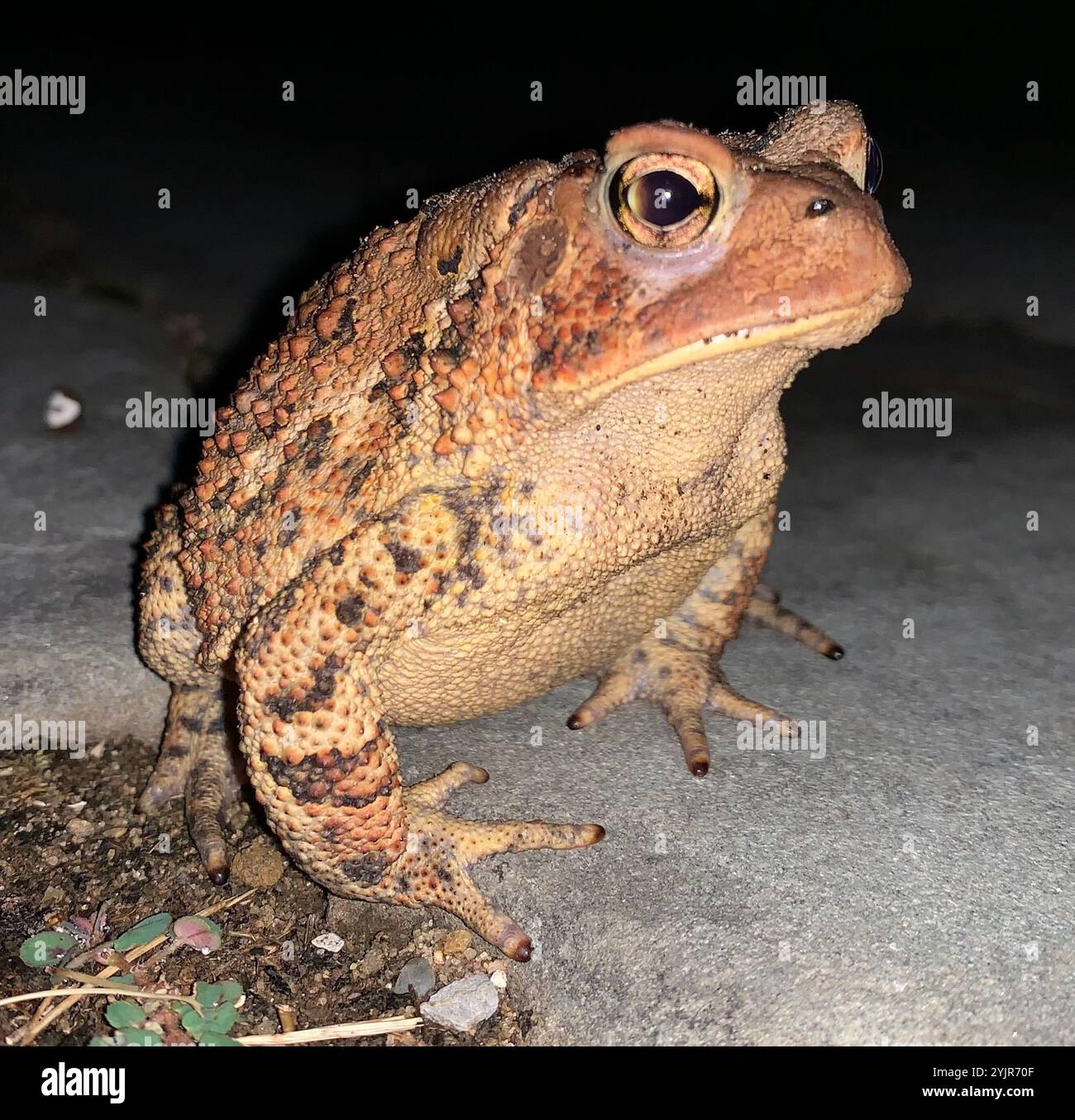 Eastern American Toad (Anaxyrus americanus americanus Stock Photo - Alamy