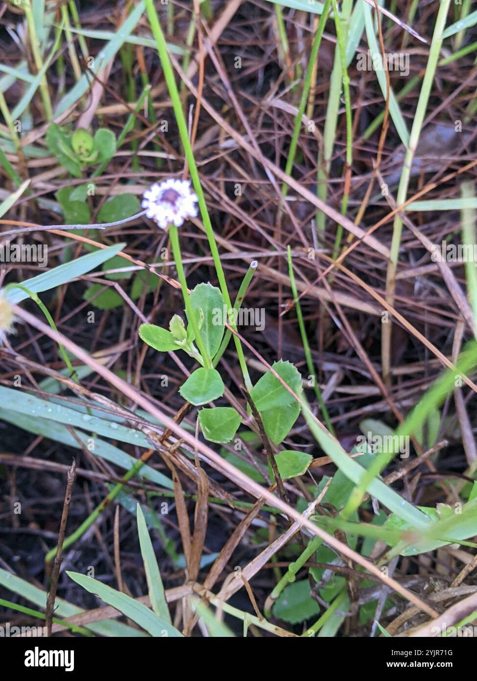 turkey tangle frogfruit (Phyla nodiflora Stock Photo - Alamy