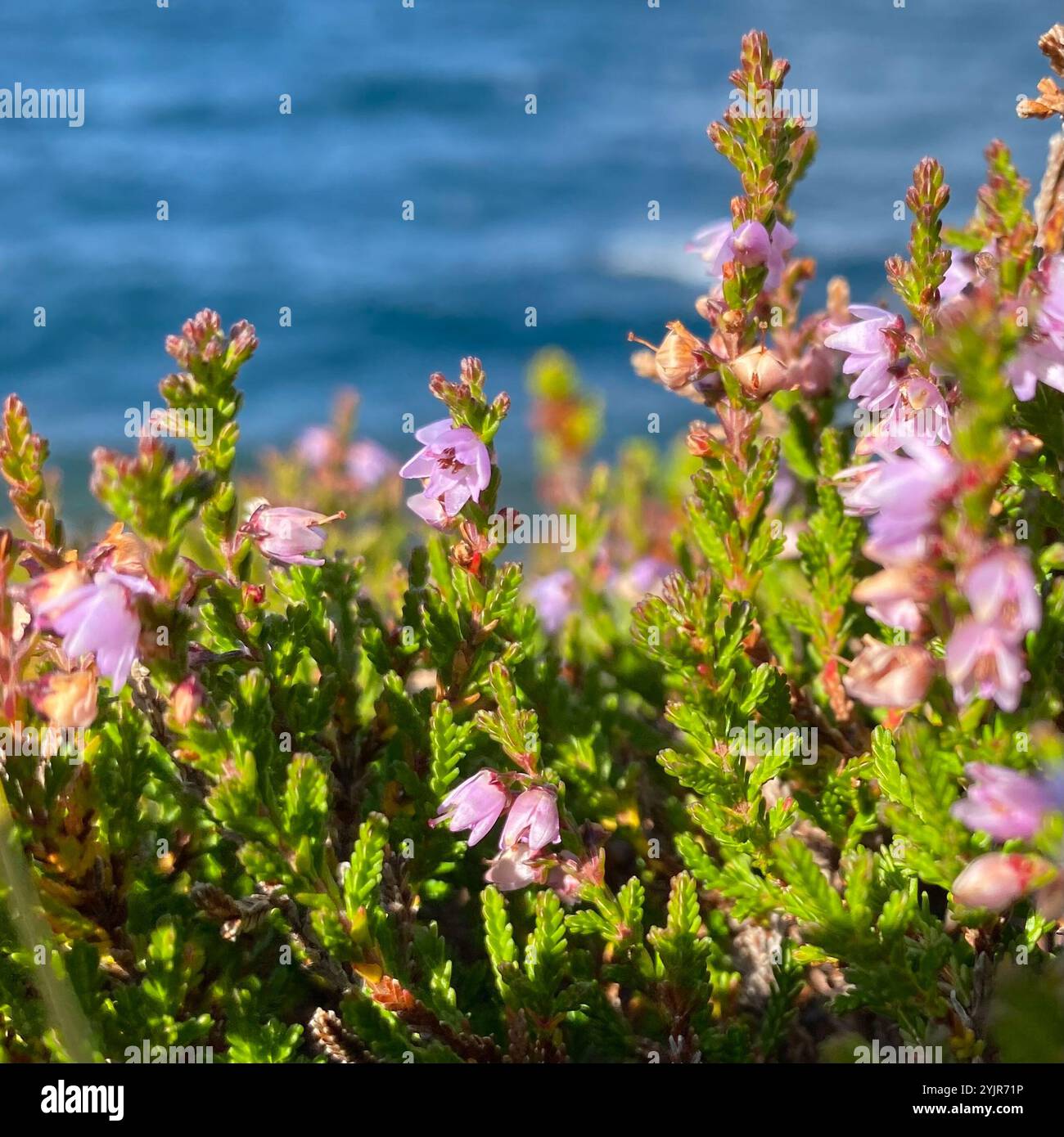 common heather (Calluna vulgaris Stock Photo - Alamy