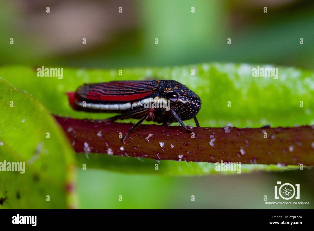 Lateral-lined Sharpshooter (Cuerna costalis Stock Photo - Alamy