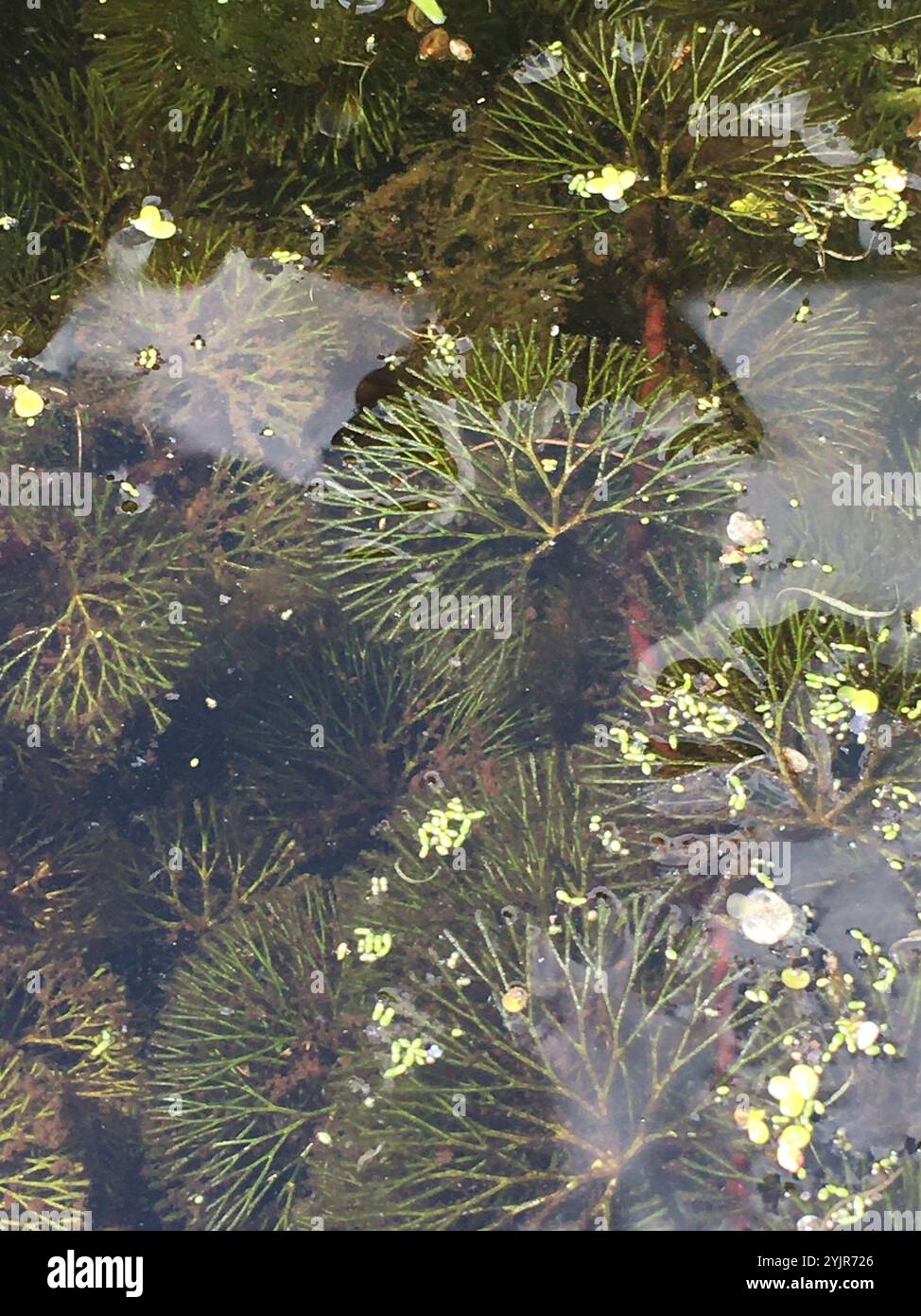 Carolina Fanwort (Cabomba caroliniana Stock Photo - Alamy