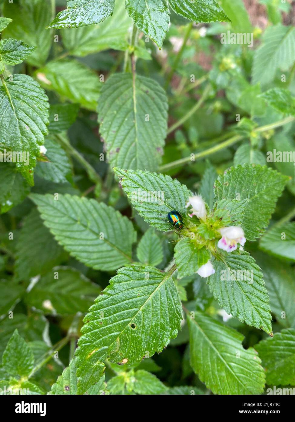 Dead-nettle Leaf Beetle (Fasta fastuosa Stock Photo - Alamy