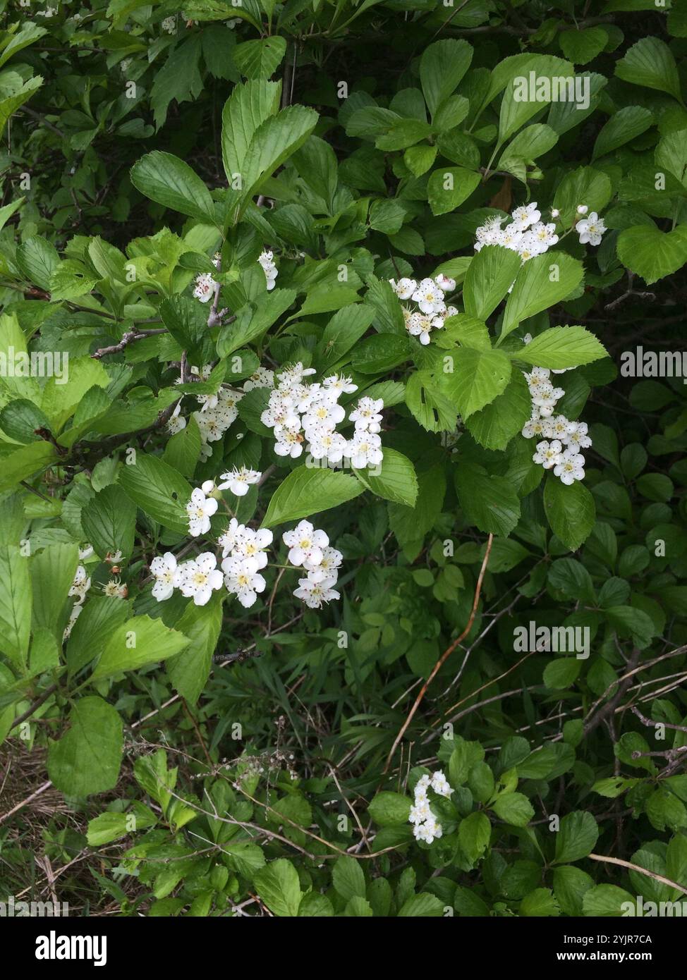 dotted hawthorn (Crataegus punctata Stock Photo - Alamy