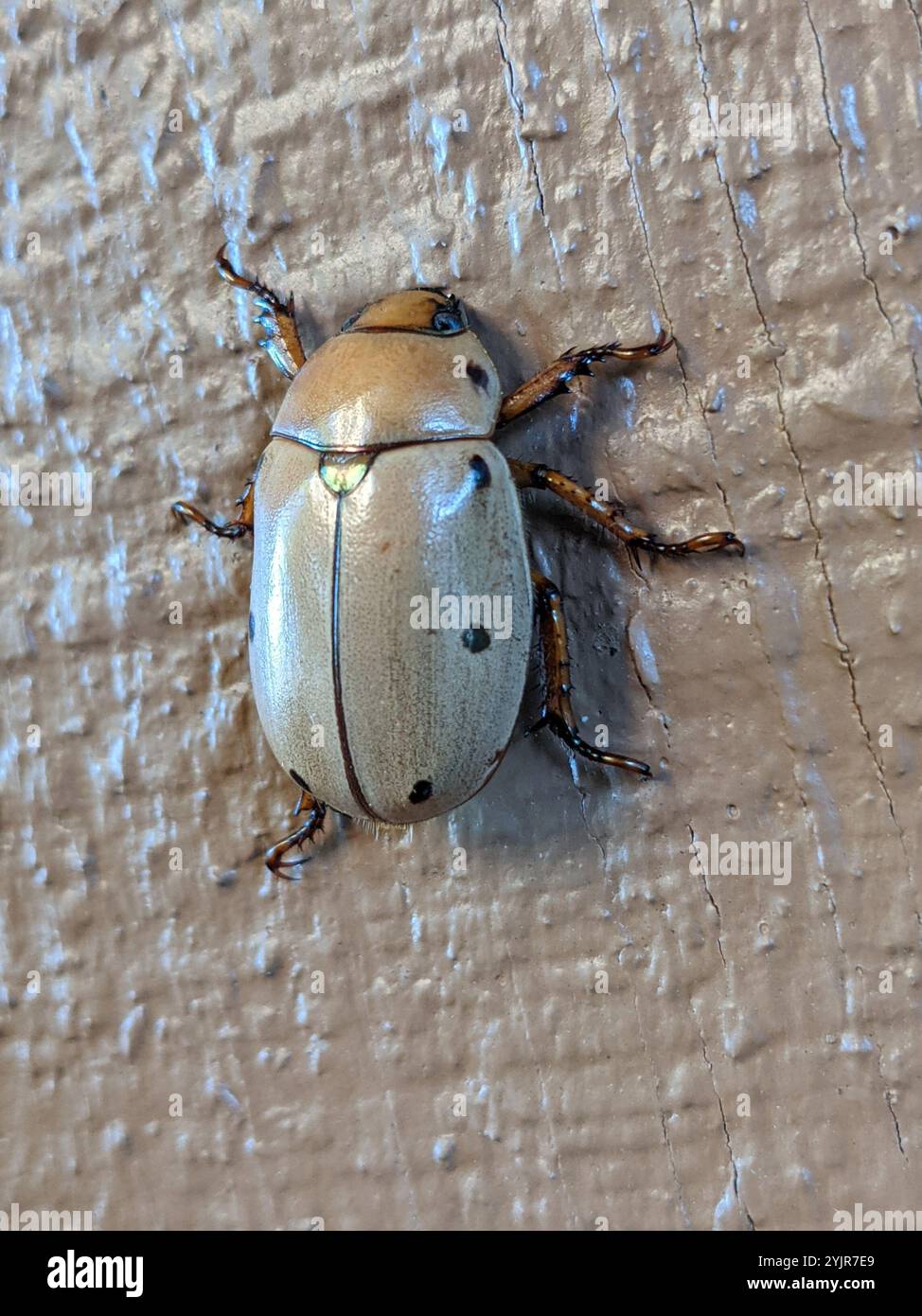 Grapevine Beetle (Pelidnota punctata Stock Photo - Alamy