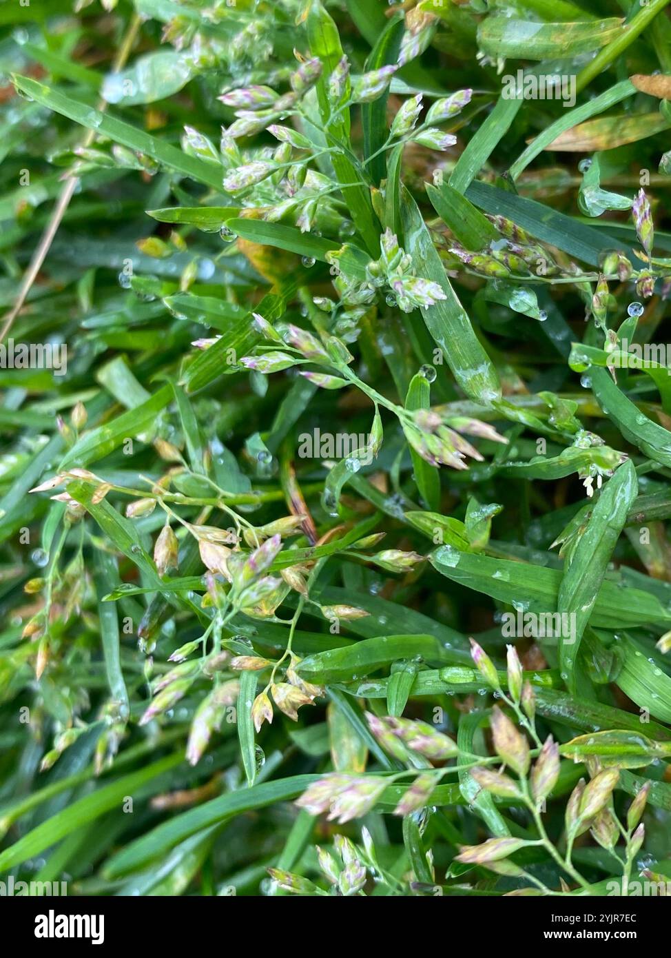 Annual Meadow-grass (Poa annua Stock Photo - Alamy