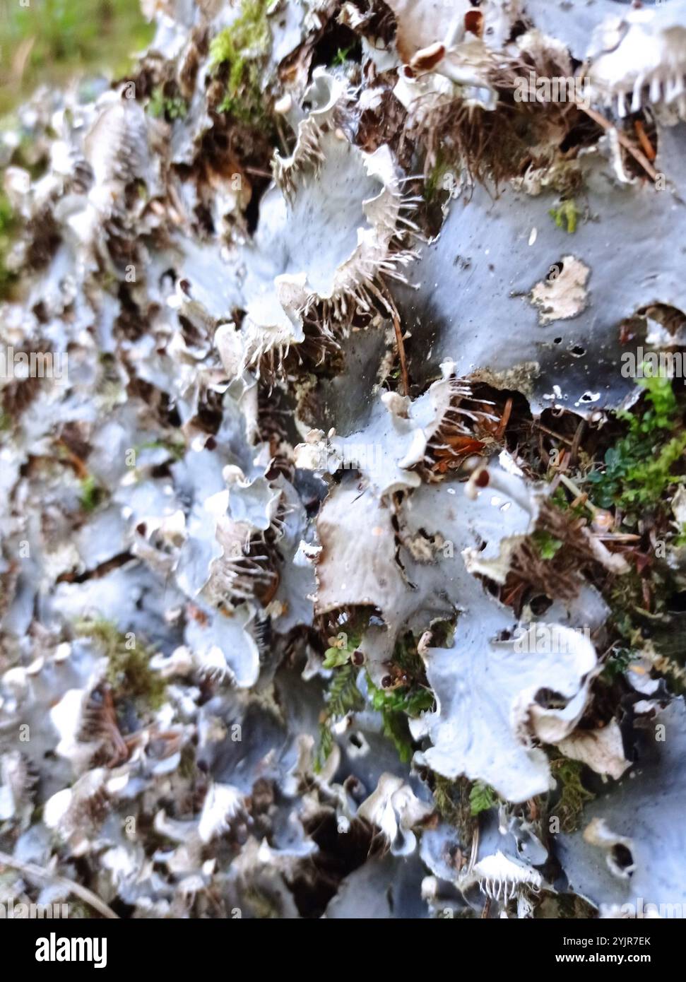 scaly pelt lichen (Peltigera praetextata Stock Photo - Alamy