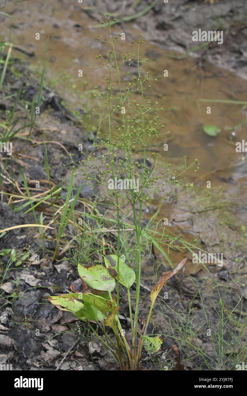northern water-plantain (Alisma triviale Stock Photo - Alamy
