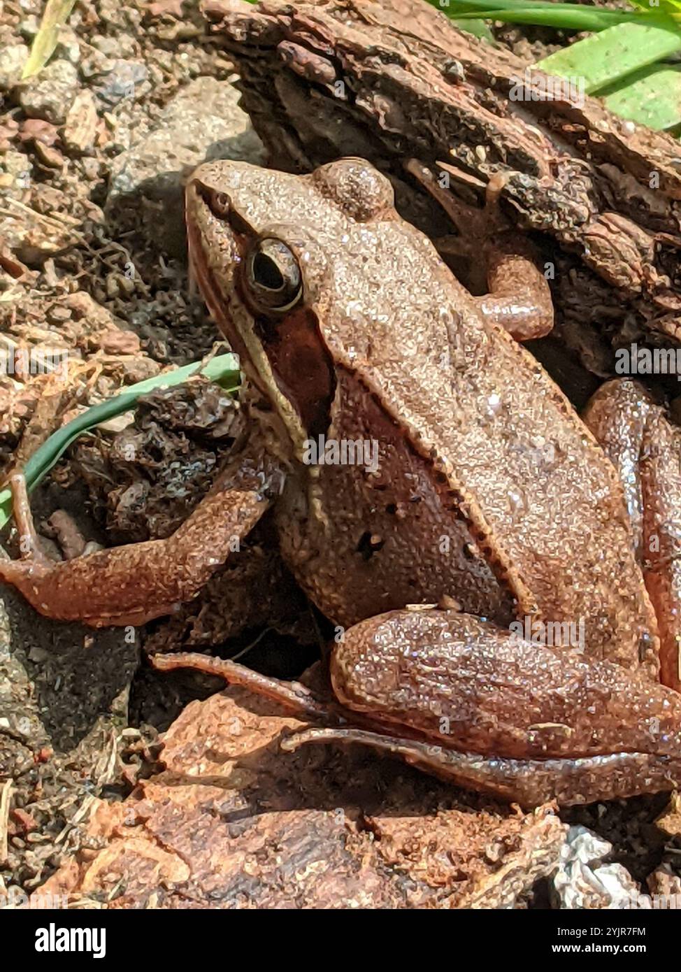 Wood Frog (Lithobates sylvaticus Stock Photo - Alamy