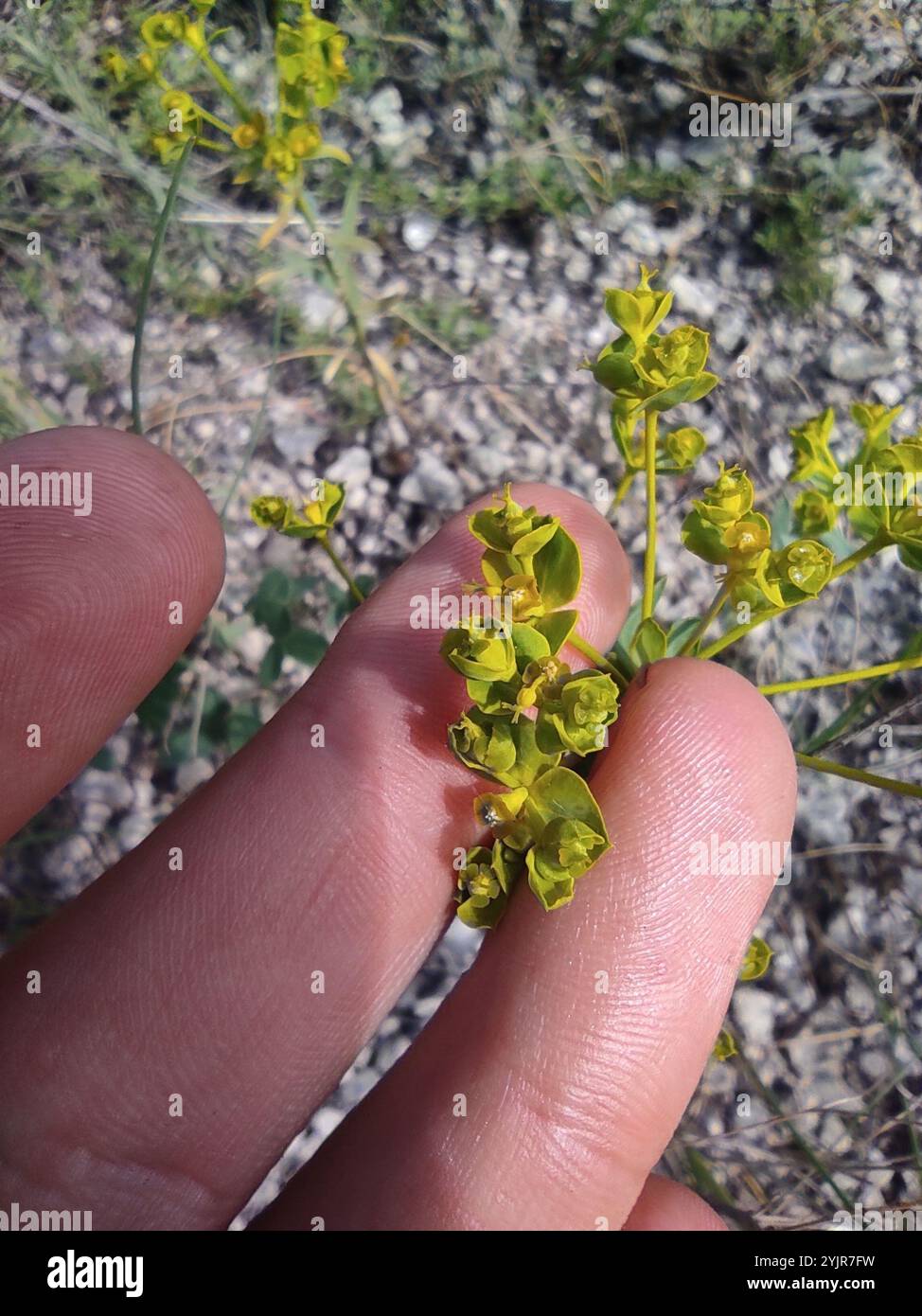 steppe spurge (Euphorbia seguieriana Stock Photo - Alamy