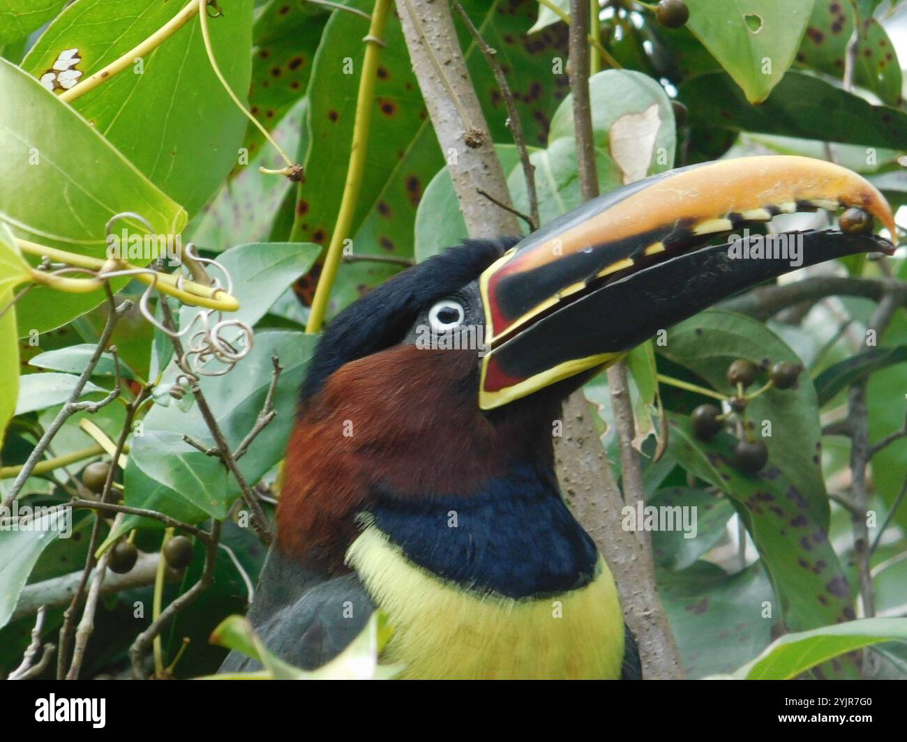 Chestnut-eared Aracari (Pteroglossus castanotis Stock Photo - Alamy