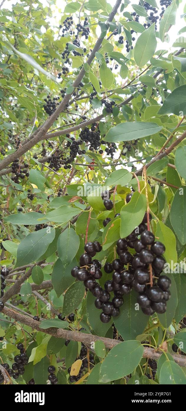 chokecherry (Prunus virginiana Stock Photo - Alamy