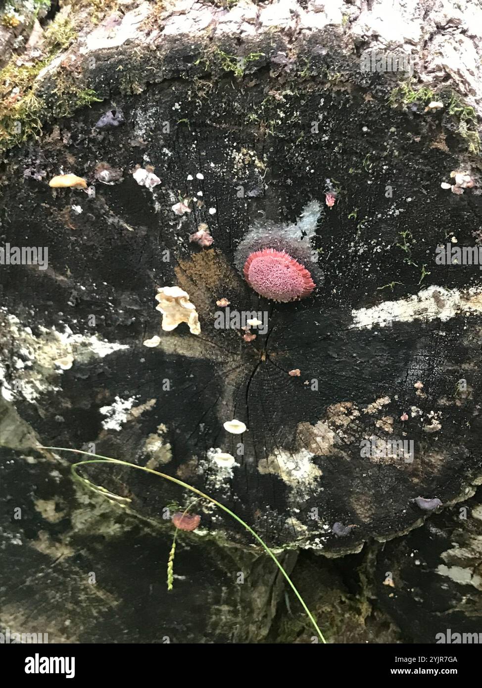 Red Raspberry Slime Mold (Tubifera ferruginosa Stock Photo - Alamy