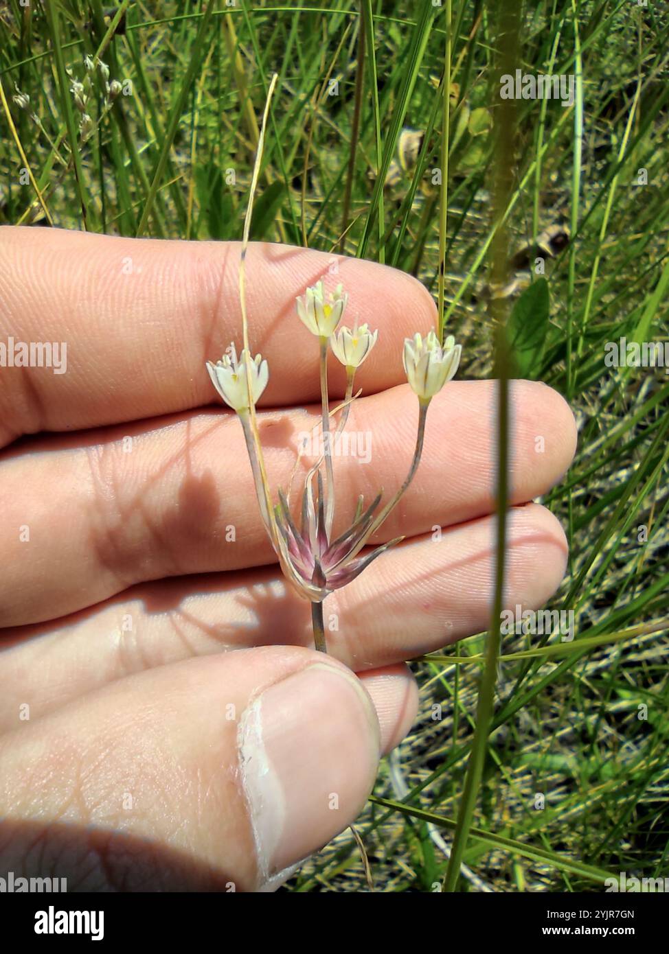 field garlic (Allium oleraceum Stock Photo - Alamy