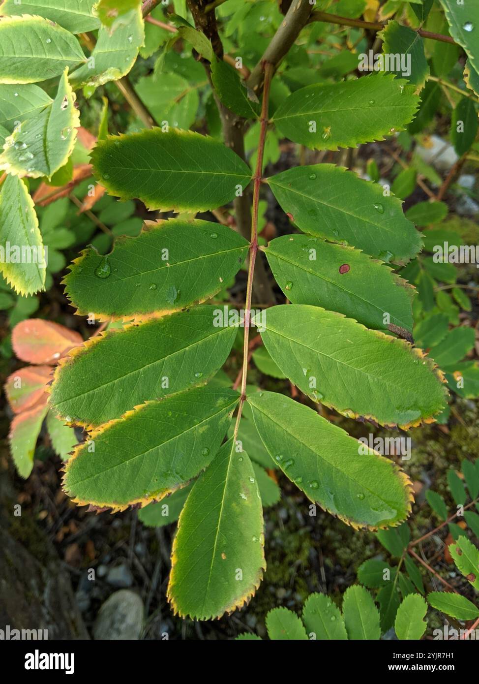 Sitka Mountain-Ash (Sorbus sitchensis Stock Photo - Alamy