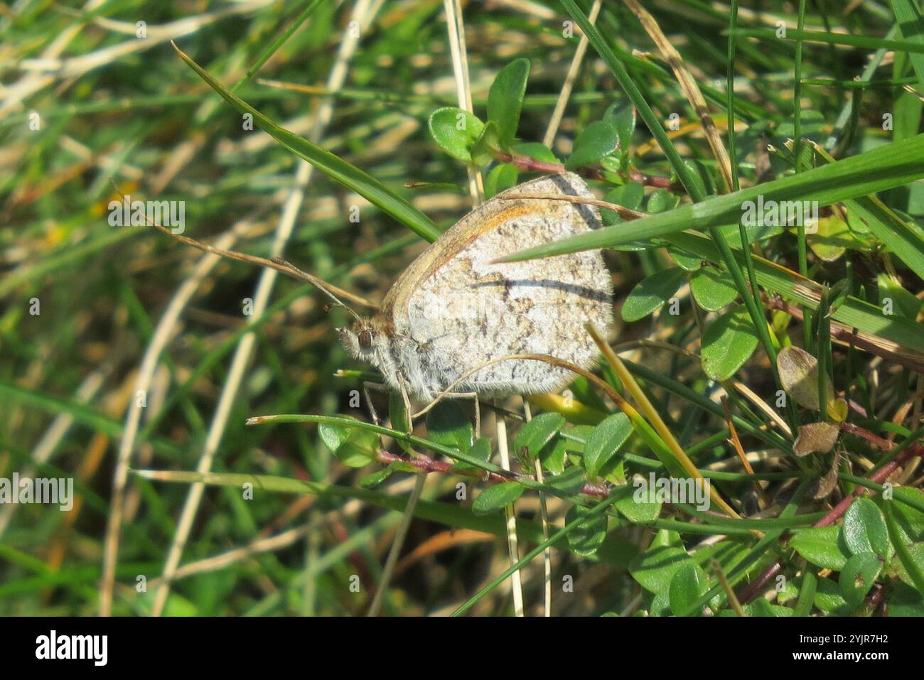 Common Brassy Ringlet (Erebia cassioides Stock Photo - Alamy