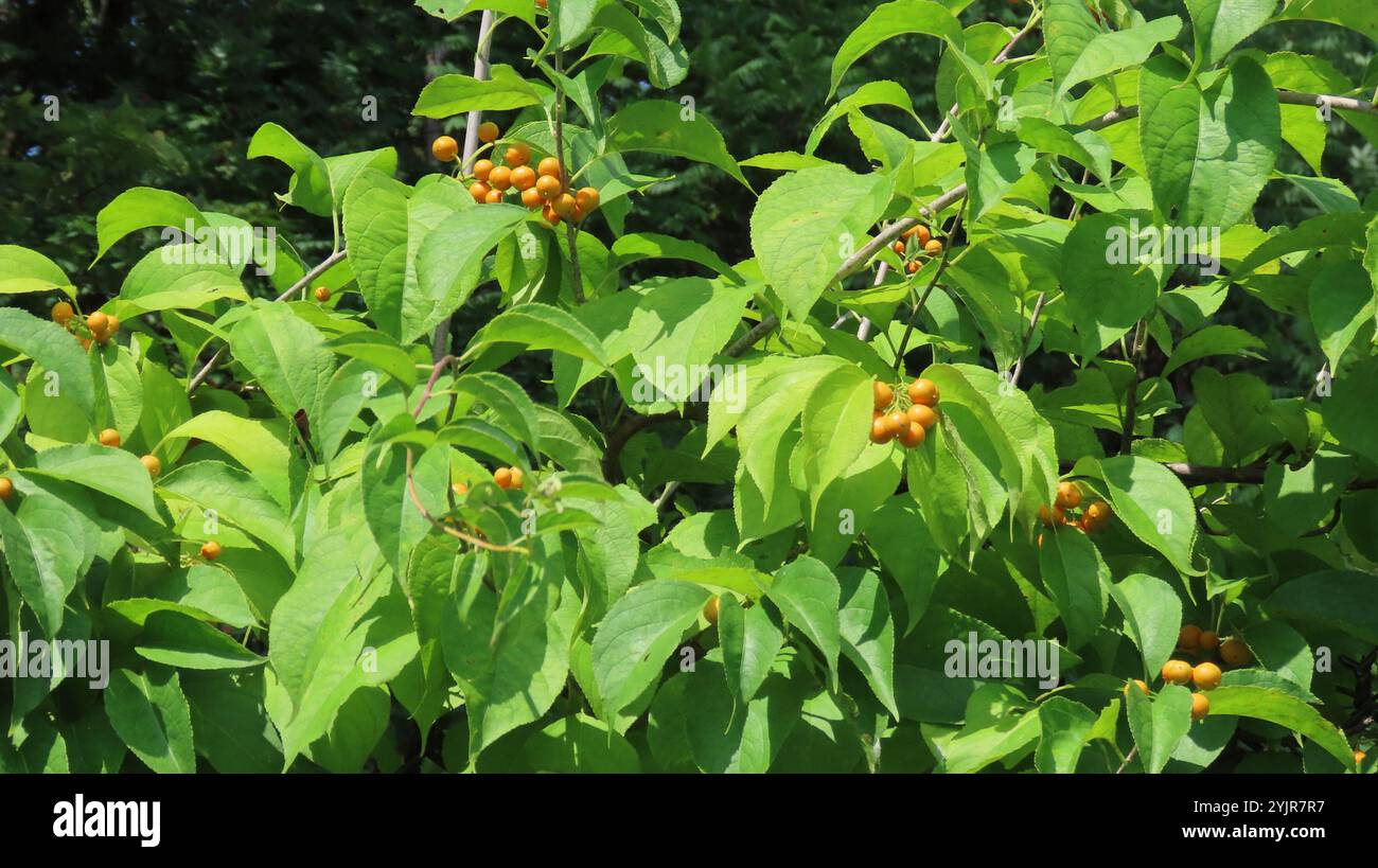 American bittersweet (Celastrus scandens Stock Photo - Alamy