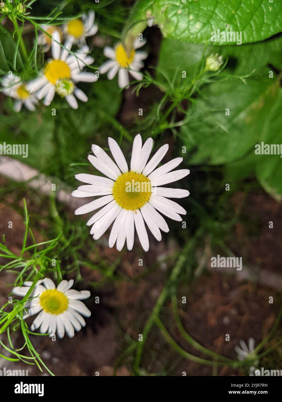 scentless mayweed (Tripleurospermum inodorum Stock Photo - Alamy