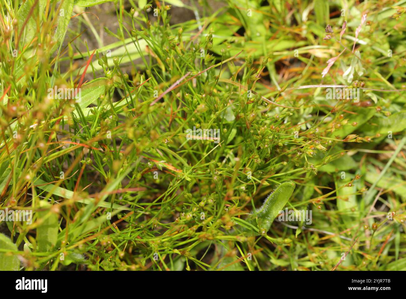 Toad rush (Juncus bufonius Stock Photo - Alamy