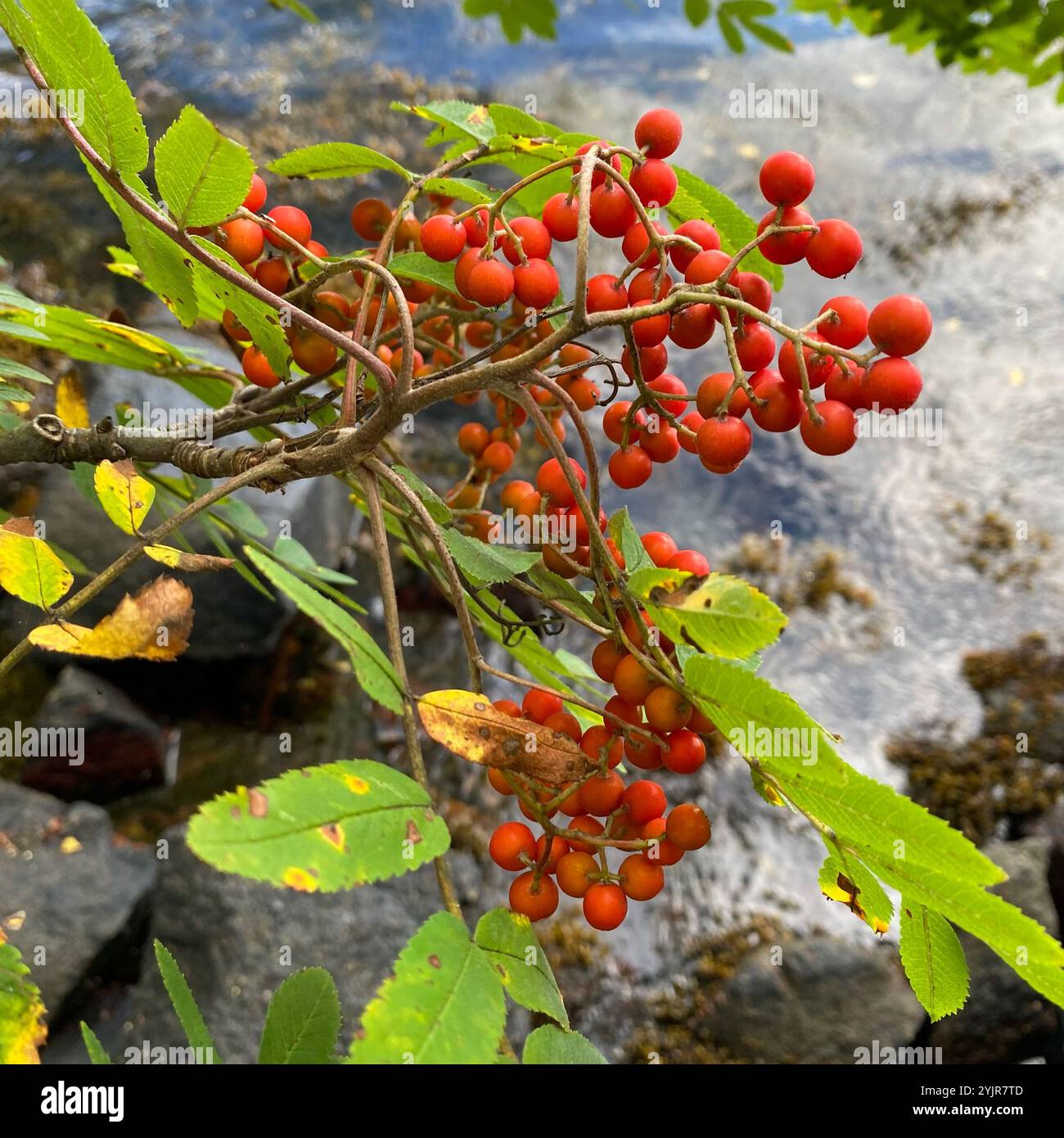 European mountain ash (Sorbus aucuparia Stock Photo - Alamy