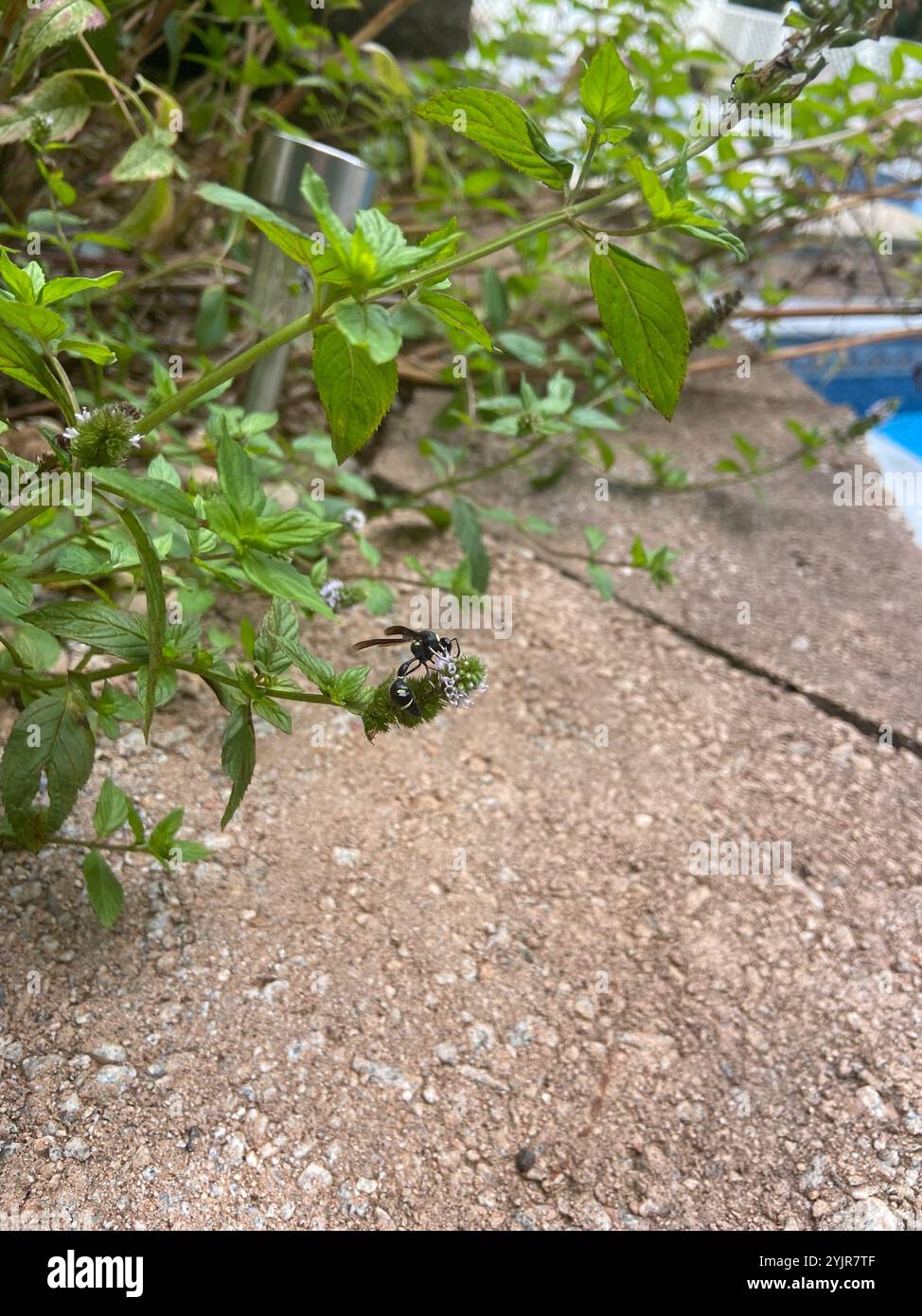 Potter wasp eumenes fraternus hi-res stock photography and images - Alamy