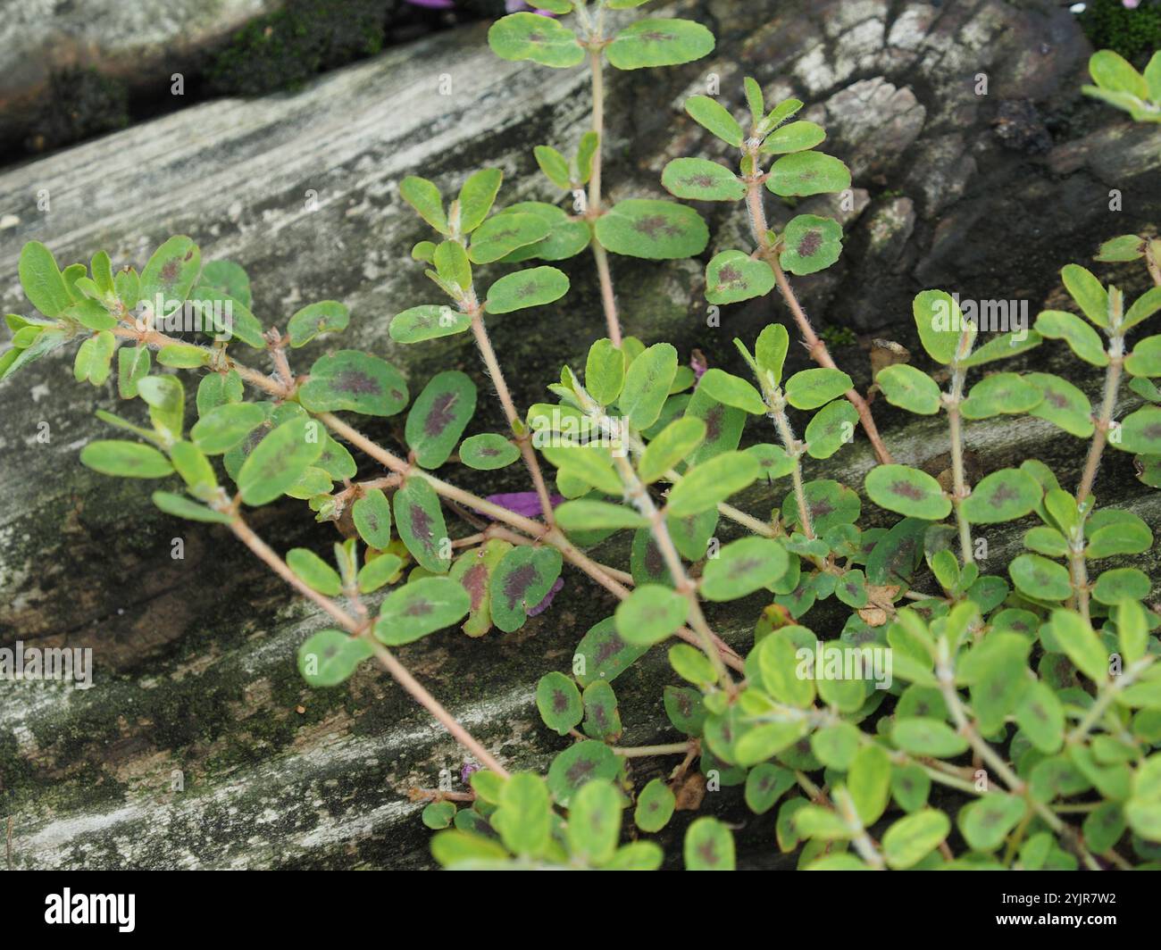 Spotted spurge (Euphorbia maculata Stock Photo - Alamy