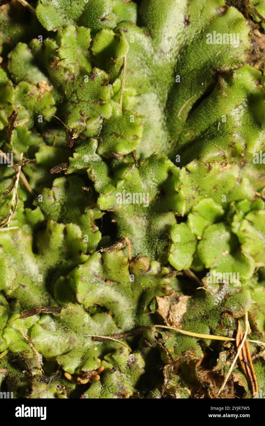 Common Liverwort (Marchantia polymorpha Stock Photo - Alamy