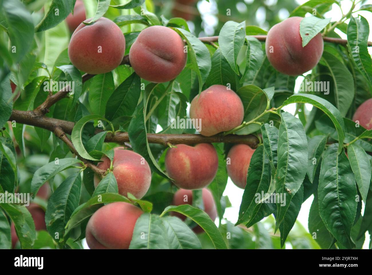 Pfirsiche Prunus persica Red Rubin, Peaches Prunus persica Red Rubin Stock Photo - Alamy