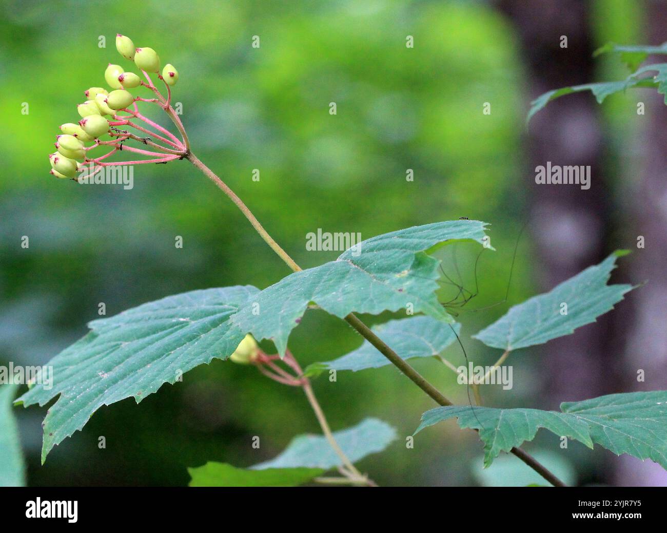 mapleleaf viburnum (Viburnum acerifolium Stock Photo - Alamy