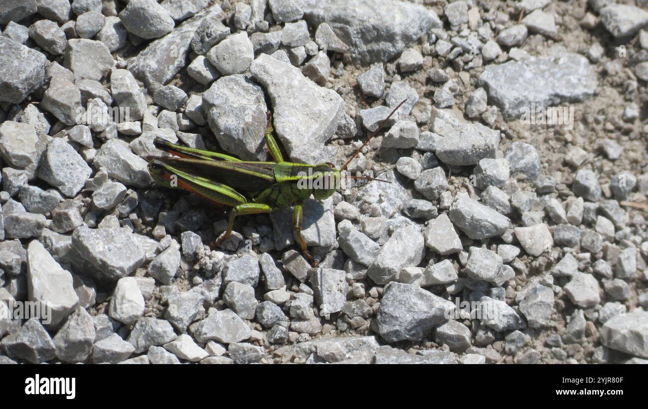 Two-striped Grasshopper (Melanoplus bivittatus Stock Photo - Alamy