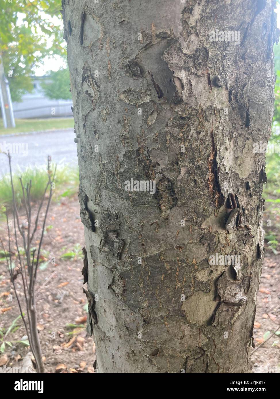 Siberian crabapple (Malus baccata Stock Photo - Alamy