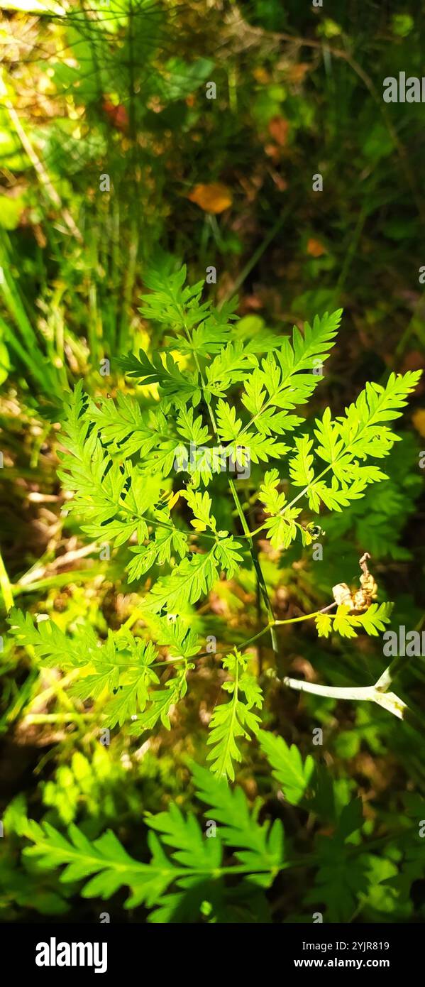 Chinese hemlock-parsley (Conioselinum tataricum Stock Photo - Alamy