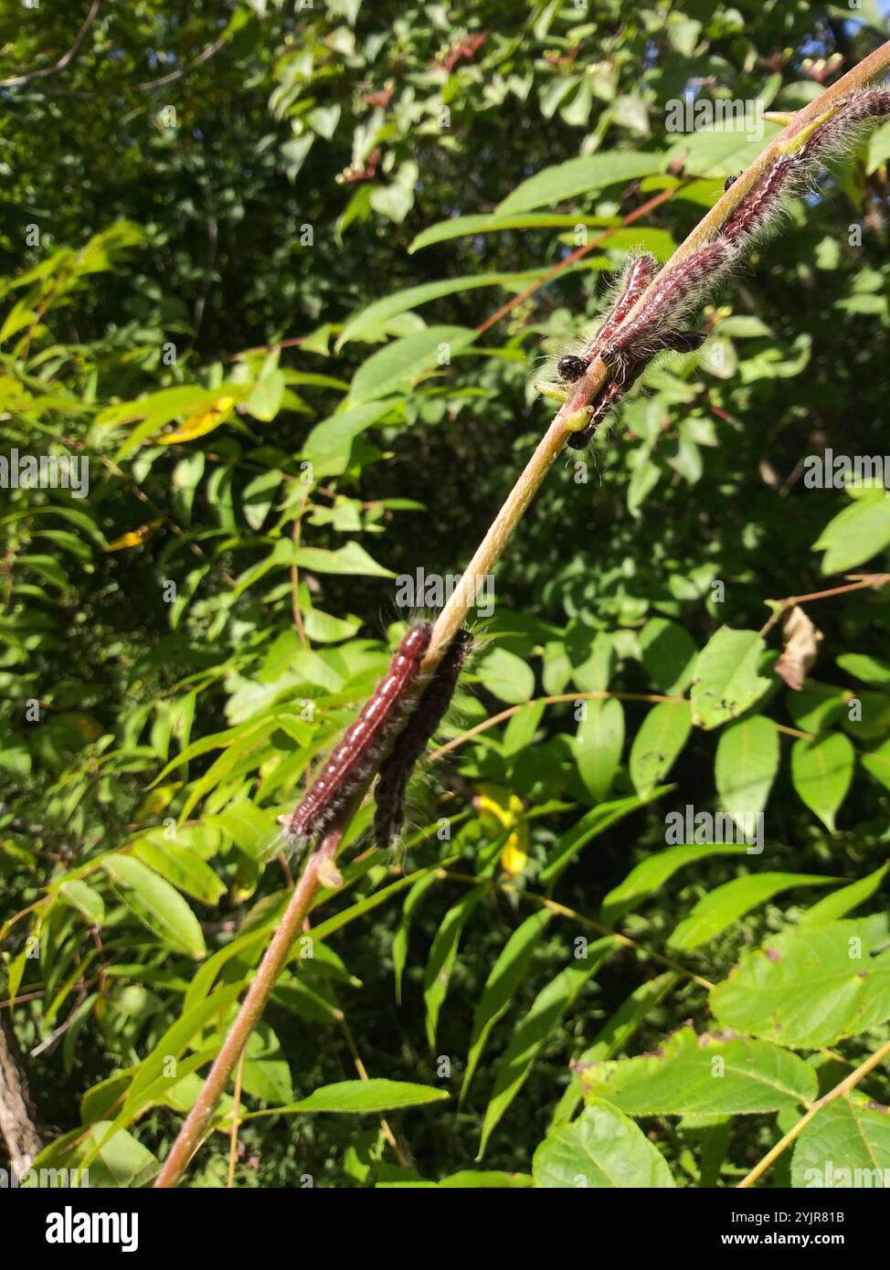 Walnut Caterpillar Moth (Datana integerrima Stock Photo - Alamy