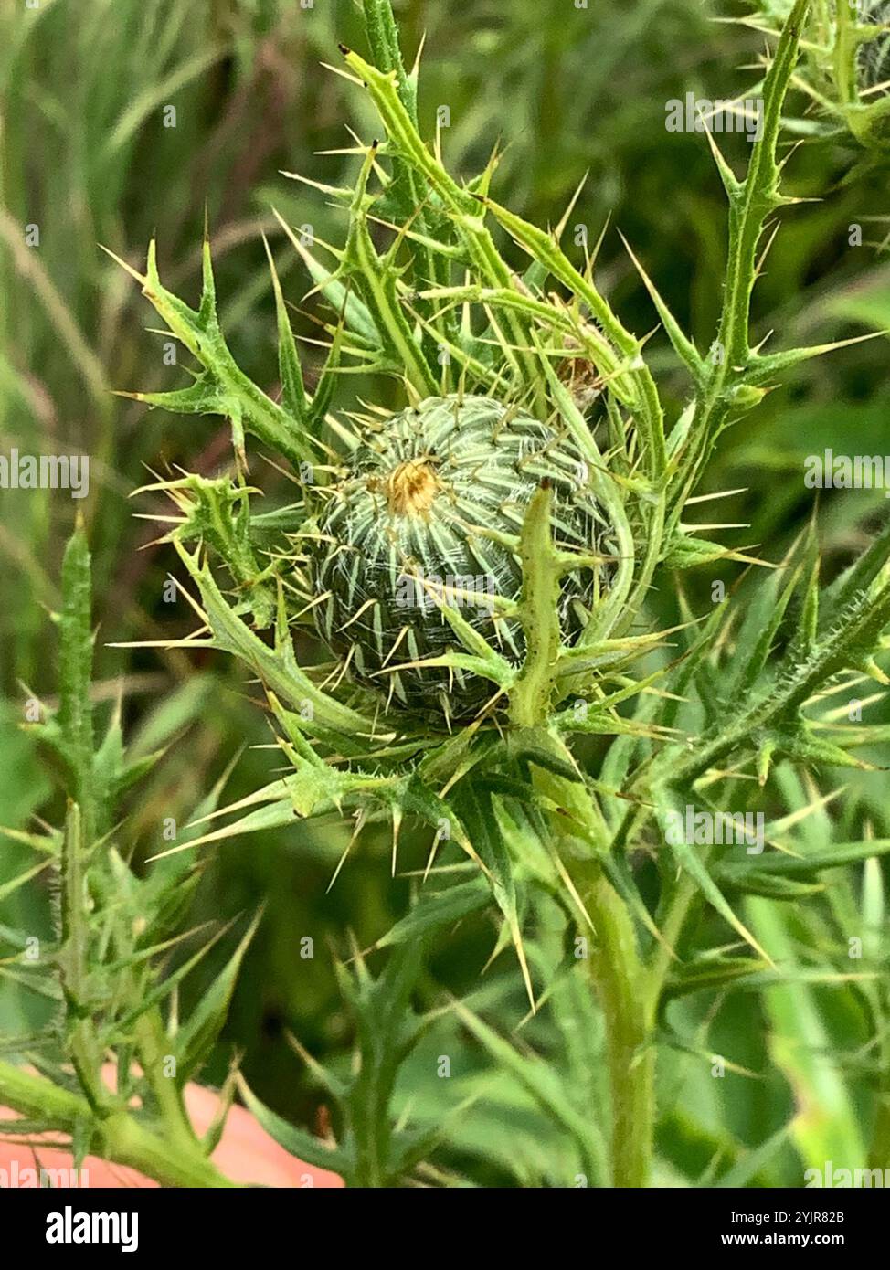 field thistle (Cirsium discolor Stock Photo - Alamy