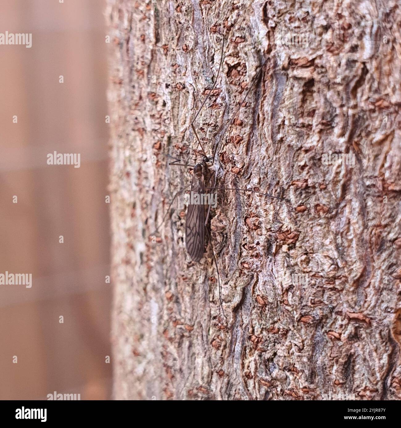 Crane Flies (Tipulomorpha Stock Photo - Alamy