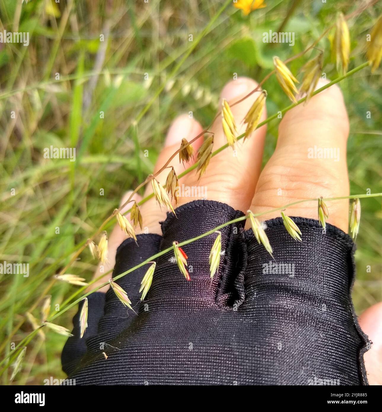 Sideoats Grama (Bouteloua curtipendula Stock Photo - Alamy