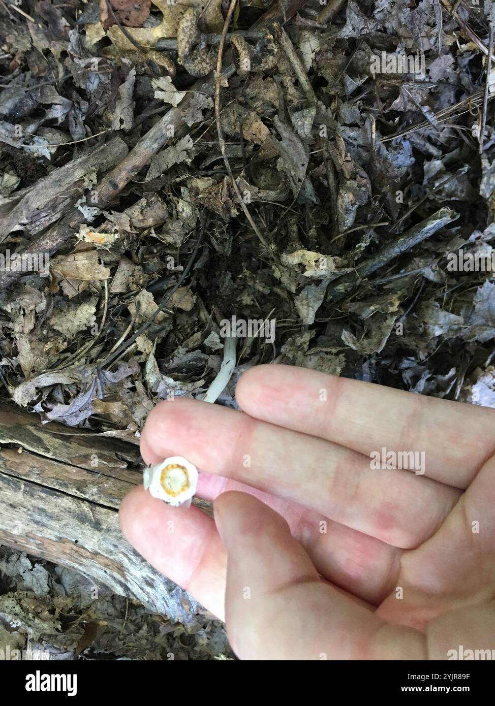 Ghost Pipe (Monotropa uniflora Stock Photo - Alamy