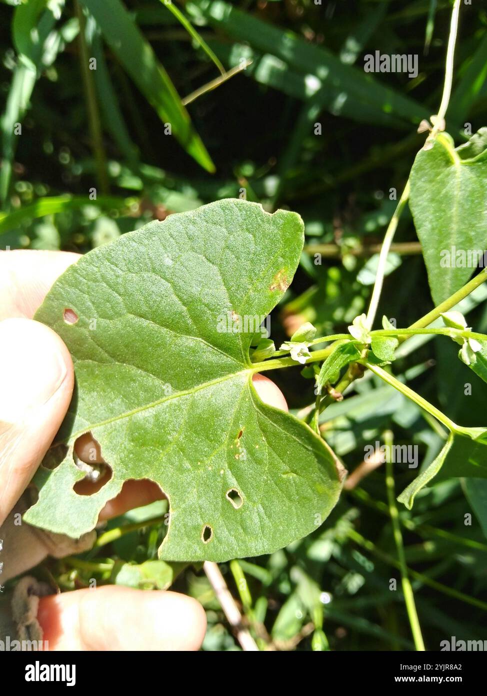 Black-bindweed (Fallopia convolvulus Stock Photo - Alamy