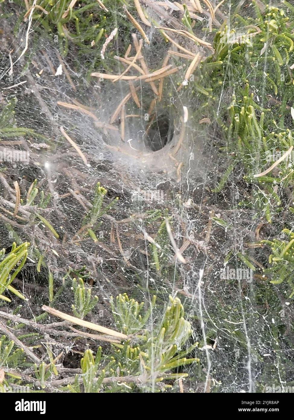 Labyrinth spider (Agelena labyrinthica Stock Photo - Alamy