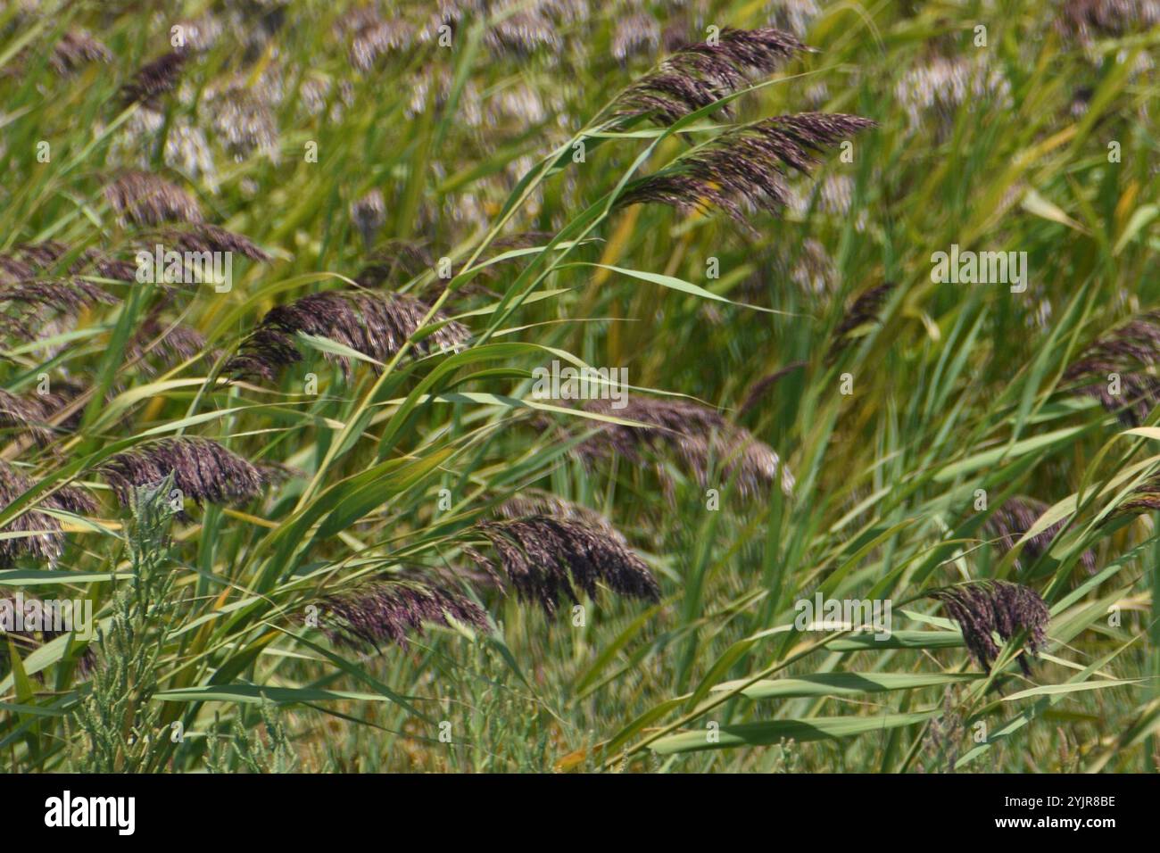 common reed (Phragmites australis Stock Photo - Alamy