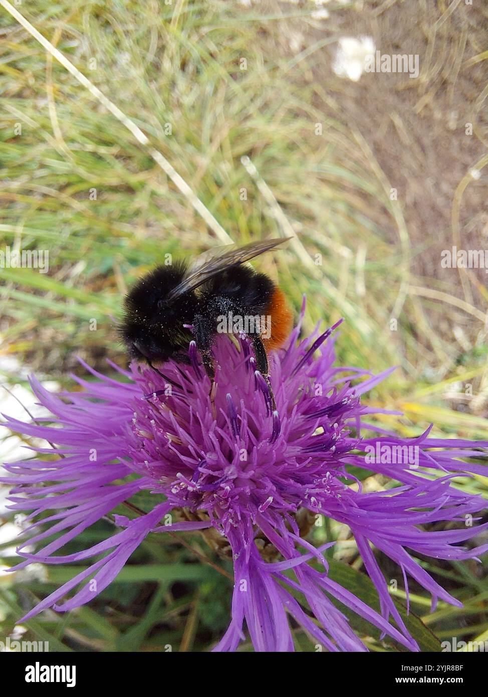 Red-tailed Bumble Bee (Bombus lapidarius Stock Photo - Alamy