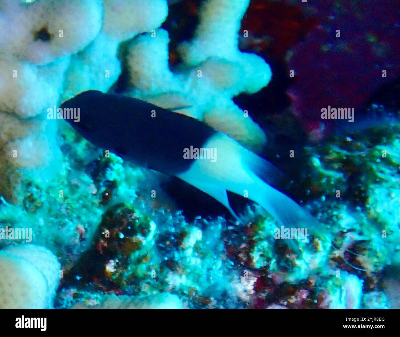 Chromis dimidiatus hi-res stock photography and images - Alamy