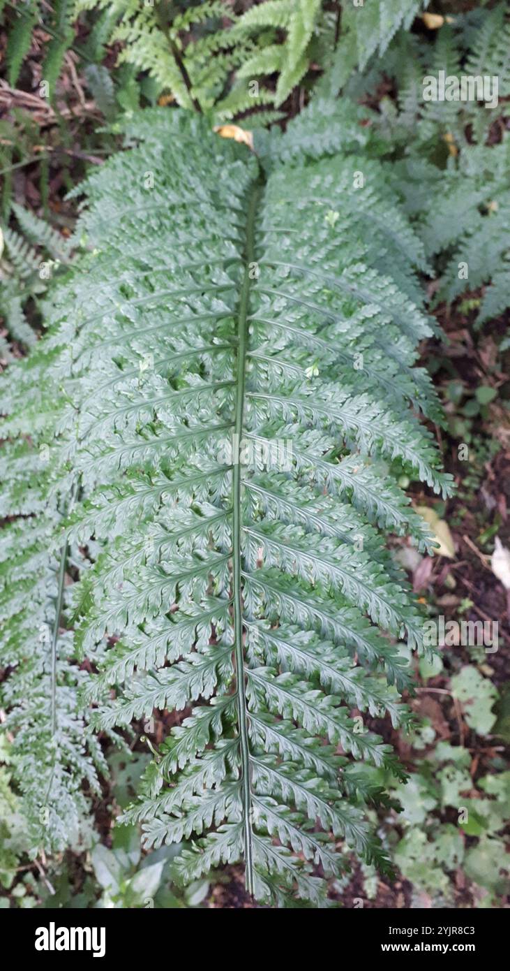 Hen and Chicks Fern (Asplenium bulbiferum Stock Photo - Alamy