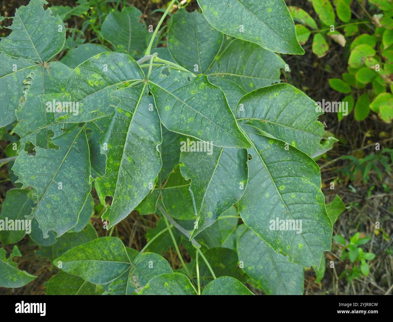 common hoptree (Ptelea trifoliata Stock Photo - Alamy