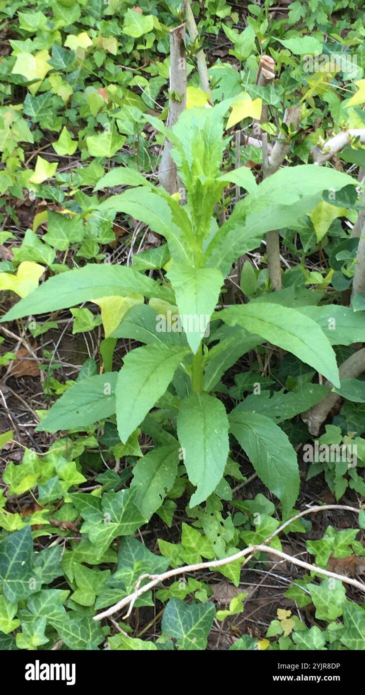 American burnweed (Erechtites hieraciifolius Stock Photo - Alamy