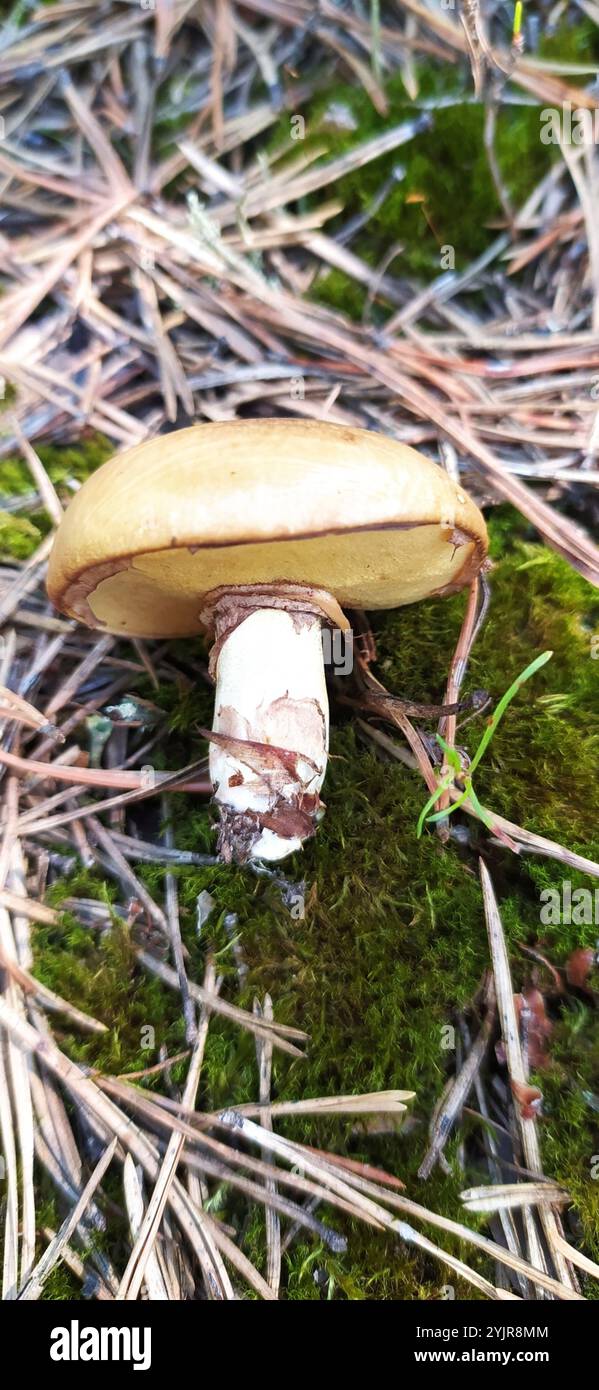 Purple-veiled Slippery Jack (Suillus luteus Stock Photo - Alamy